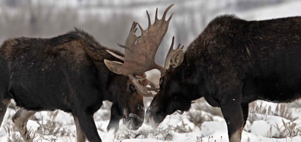 Moose - Eclipse Broadheads